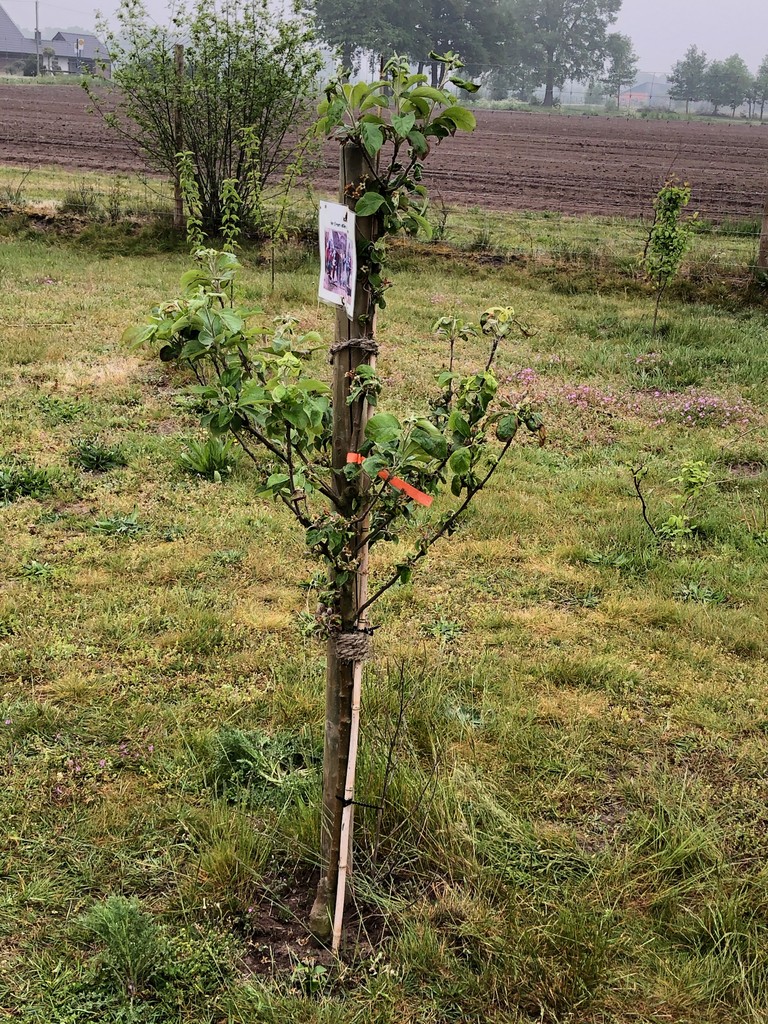 LWL | Apfelbaum - Ernst-Klee-Schule